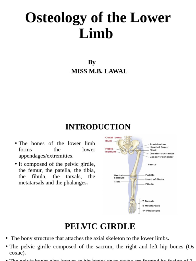 Lower Limb Osteology Overview | PDF | Pelvis | Knee