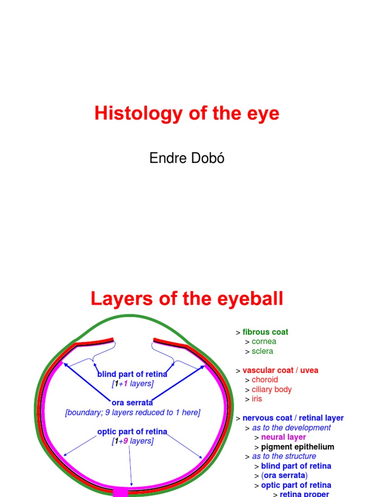 Histology of The Eye | PDF | Epithelium | Retina