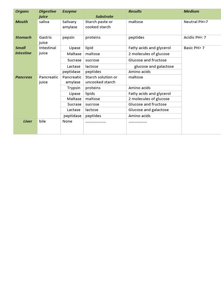 Digestive Enzymes and Their Functions | PDF