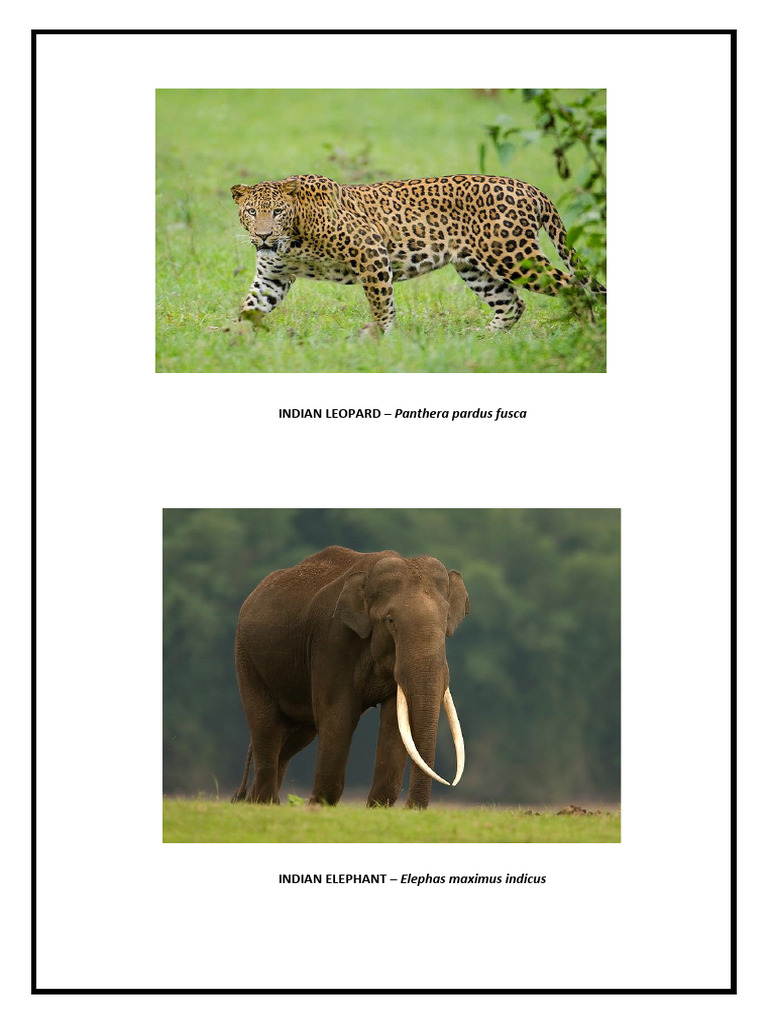 Indian Leopard | PDF