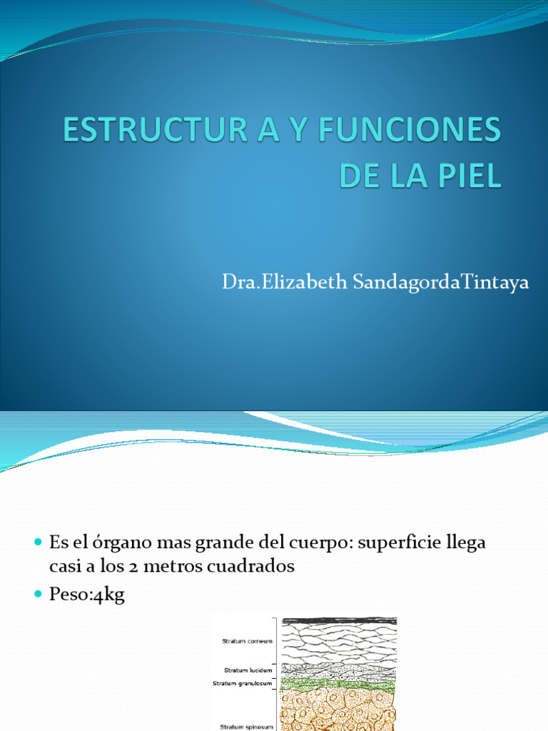 Estructura y Funciones de la Piel | PDF | Epidermis | Piel
