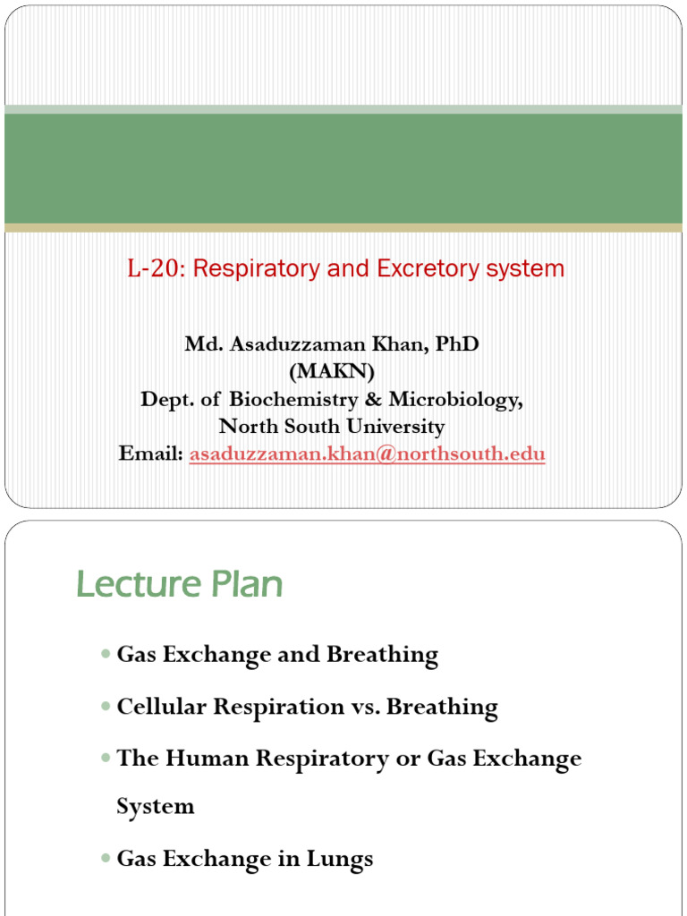 BIO103 L-20_Respiratory & Excretory System | PDF | Respiratory Tract | Lung