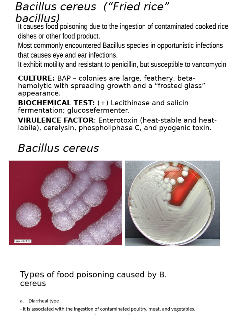 Bacillus Cereus | PDF