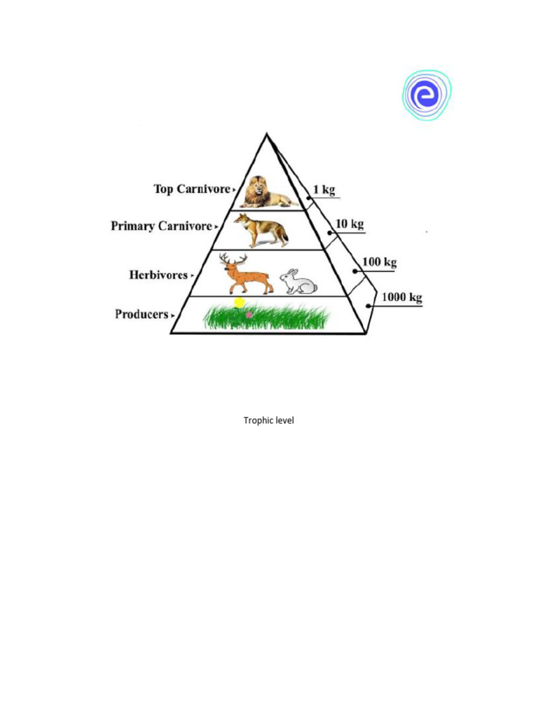 Energy Flow in Ecosystems Explained | PDF