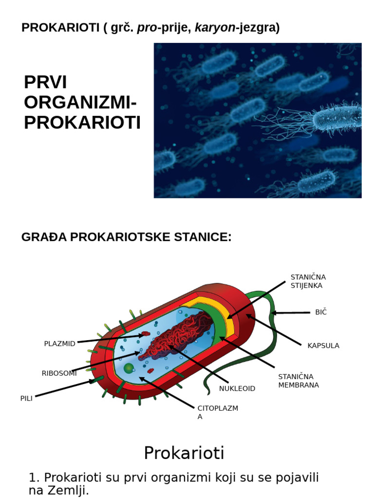 204 Prokarioti | PDF