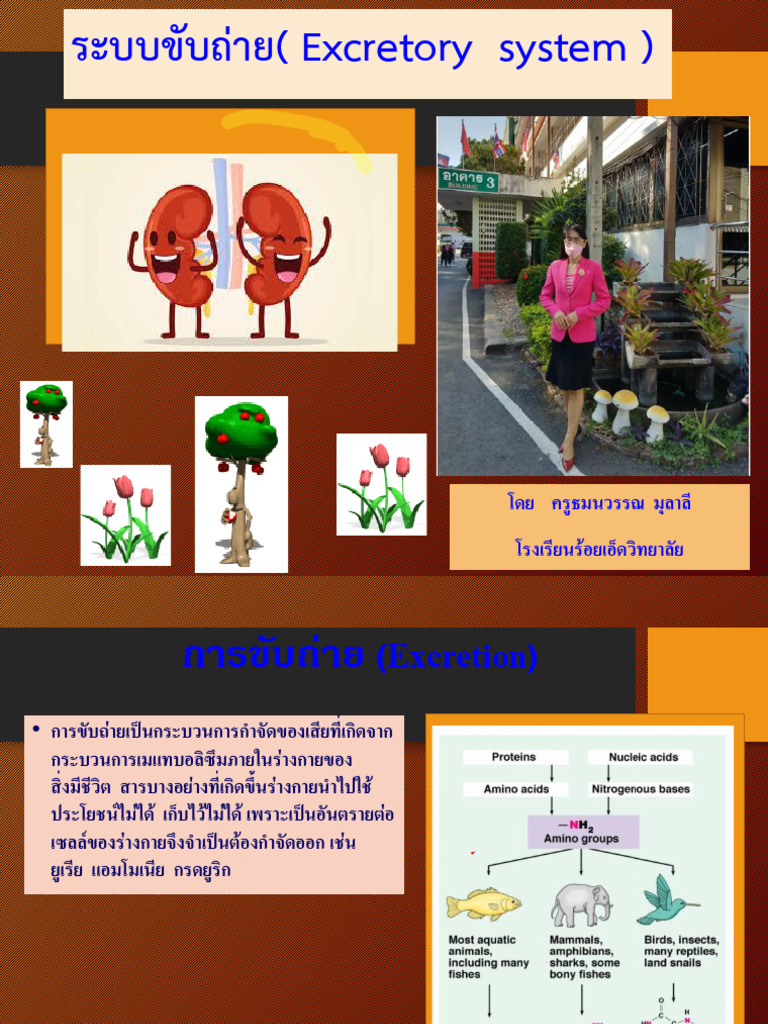 PP11 ระบบขับถ่าย ม.5 ครูธมนวรรณ 2.64 | PDF