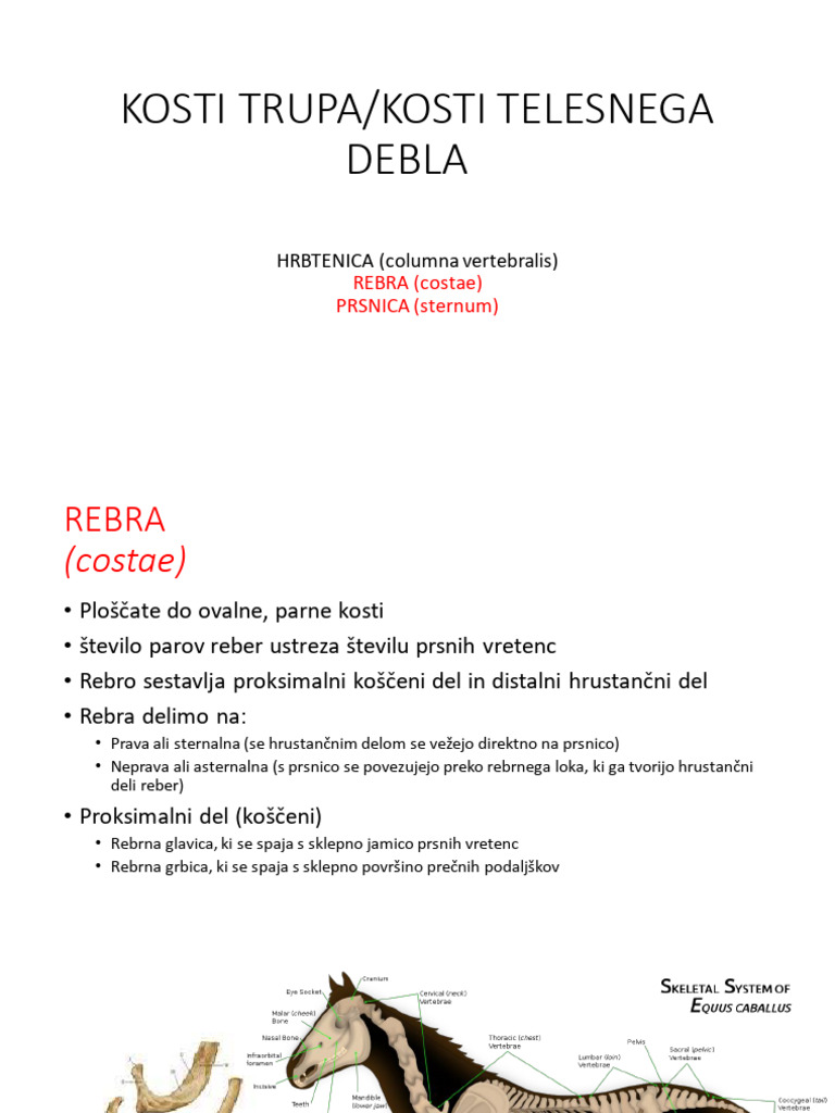 Rebra, prsnica, toraks | PDF
