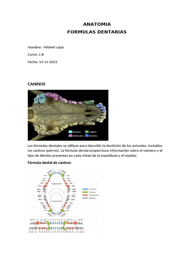ANATOMIA Formula Dentaria | PDF | Diente humano | Diente