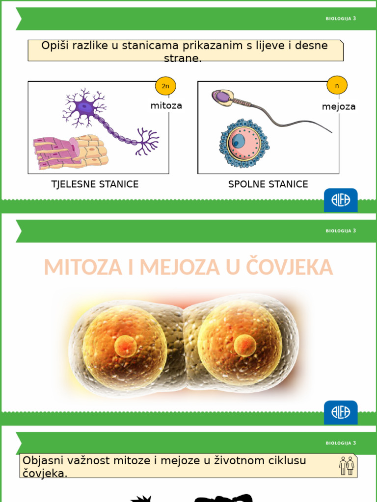 Mitoza I Mejoza U Čovjeka (2 Sata) | PDF