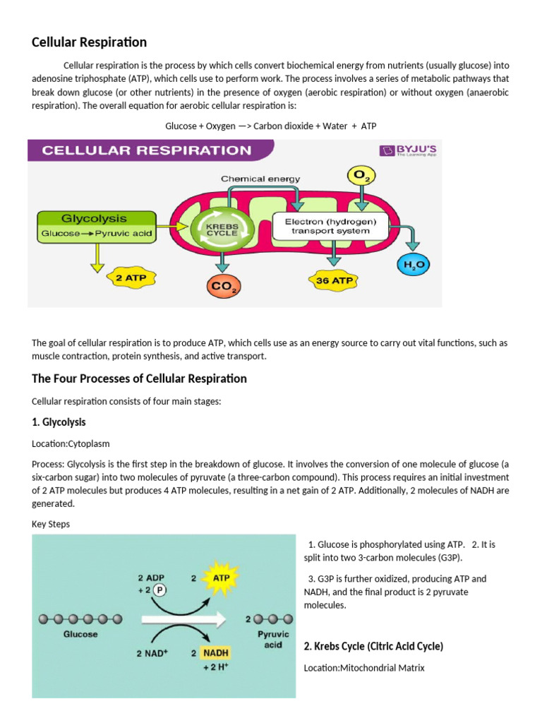 Understanding Cellular Respiration Processes | PDF | Cellular ...