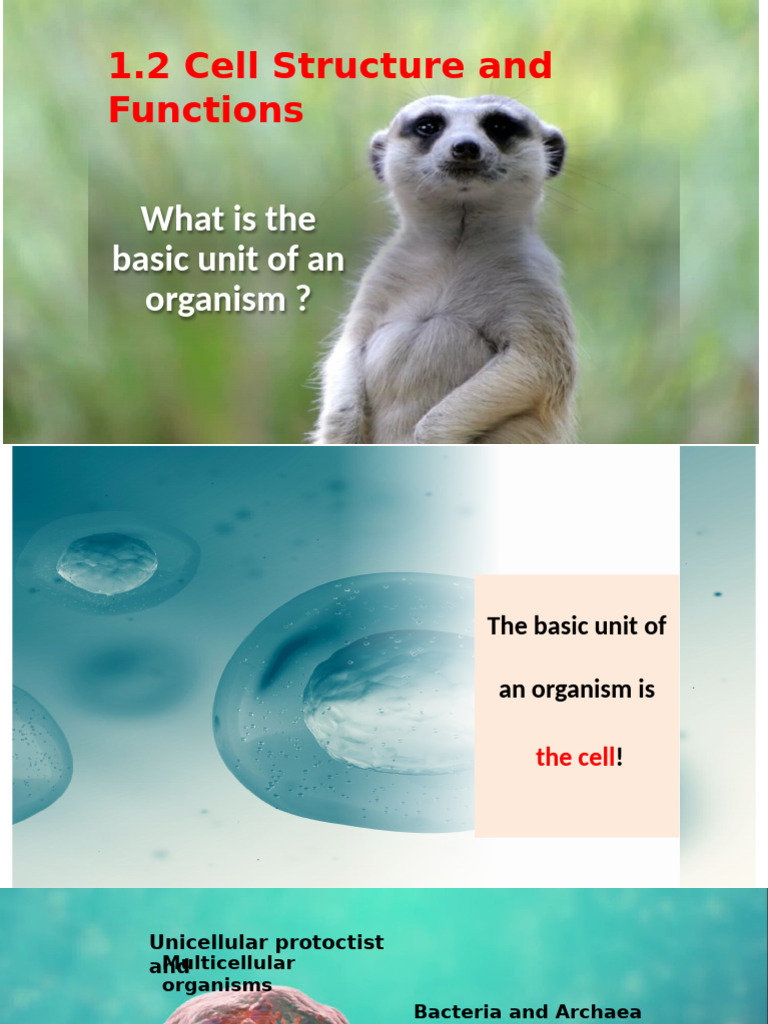 Cell Structure and Functions Guide | PDF | Cell (Biology) | Eukaryotes