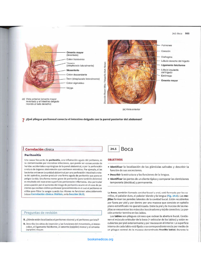 Boca, faringe y esófago PARTE 2 | PDF