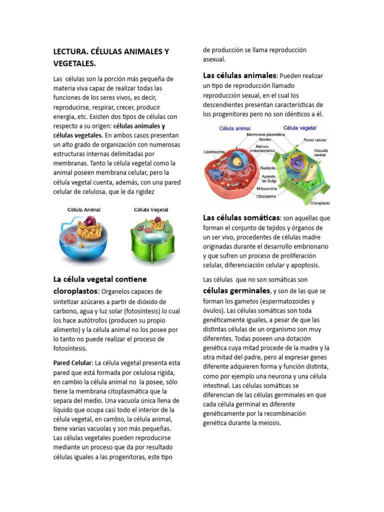 Lectura 06. Celulas Animales y Vegetales | PDF | Biología Celular ...