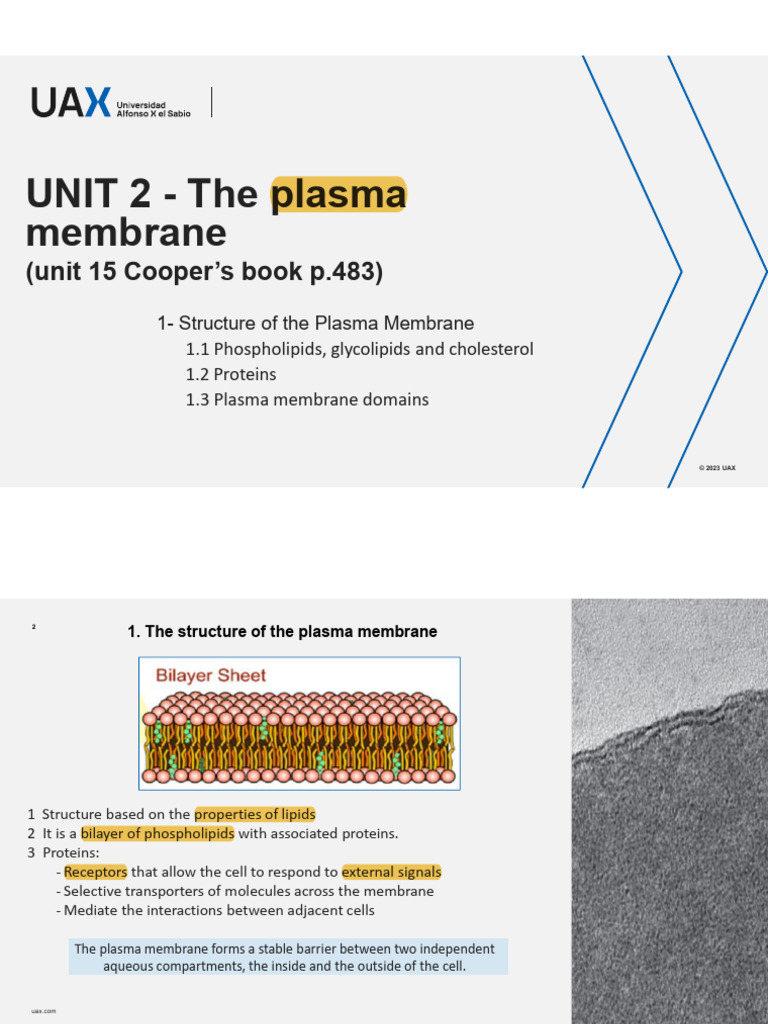 02 - Unit 2 - Plasma Membrane Structure | PDF | Cell Membrane | Phospholipid
