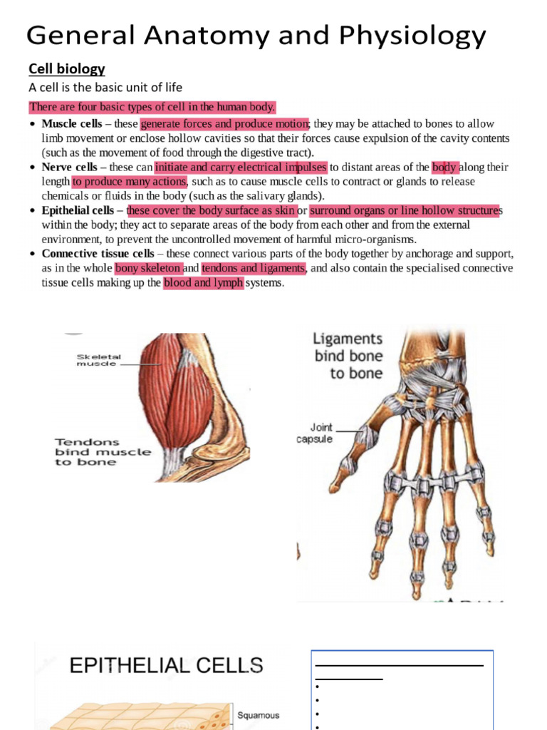 Essential Cell Biology for Dental Nurses | PDF | Heart | Myocardial ...