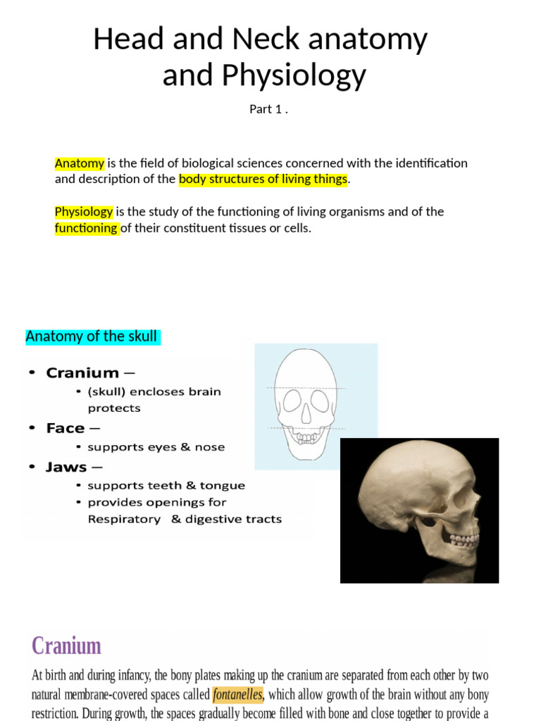 2024-12-8 Head and Anatomy Part 1 | PDF | Skull | Human Anatomy