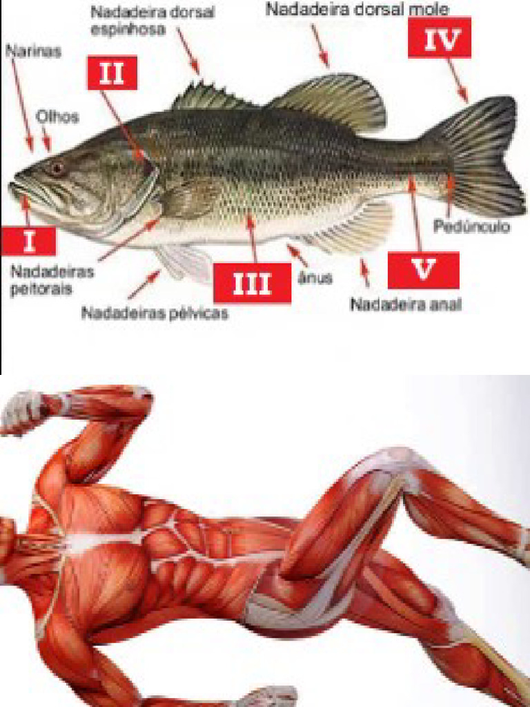 peixe, estrutura | PDF