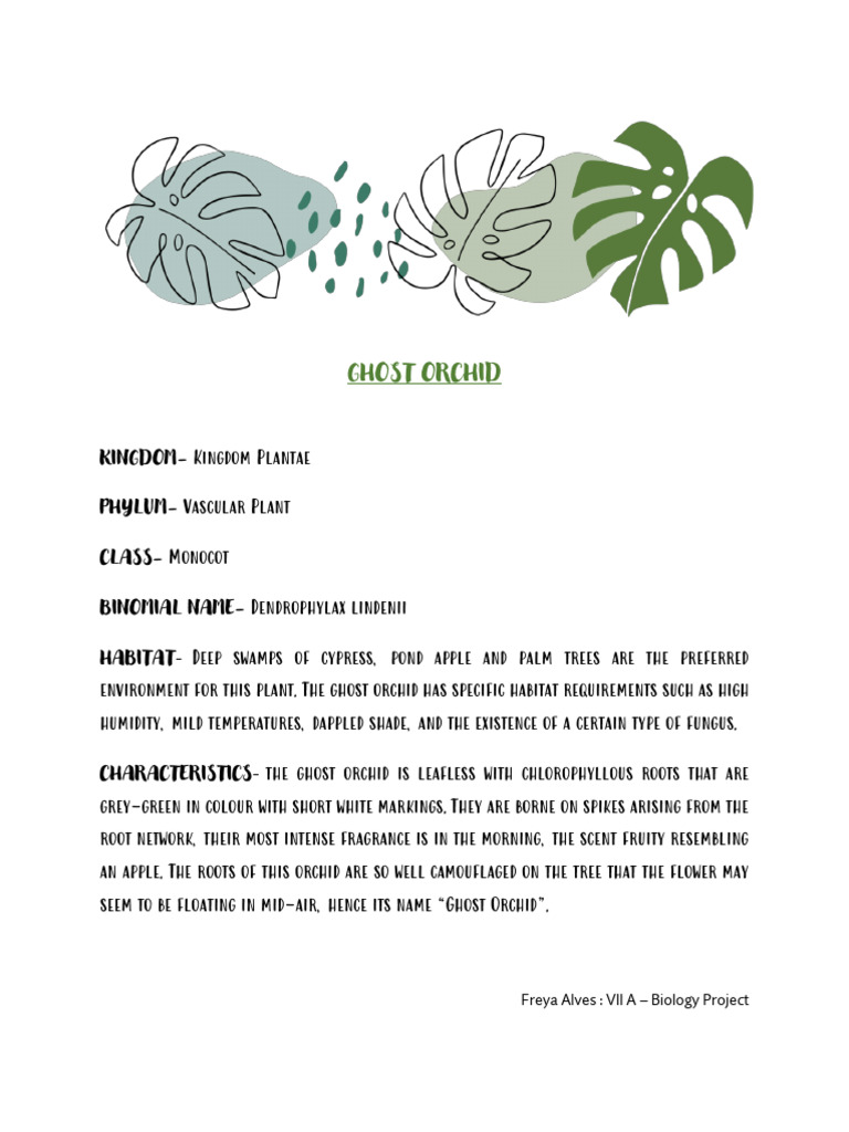 Ghost Orchid | PDF