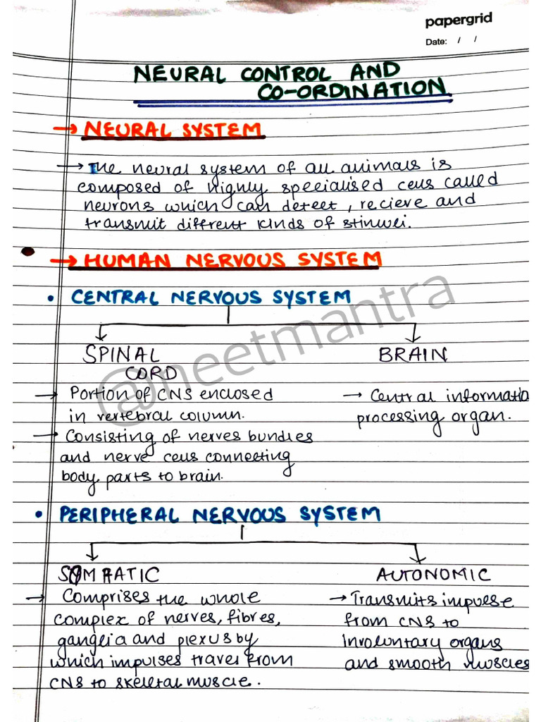 Neural Control and Coordination NCERT Revision Notes | PDF