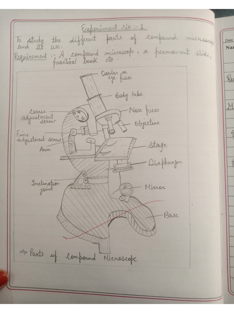 practical botany 12th[1] | PDF