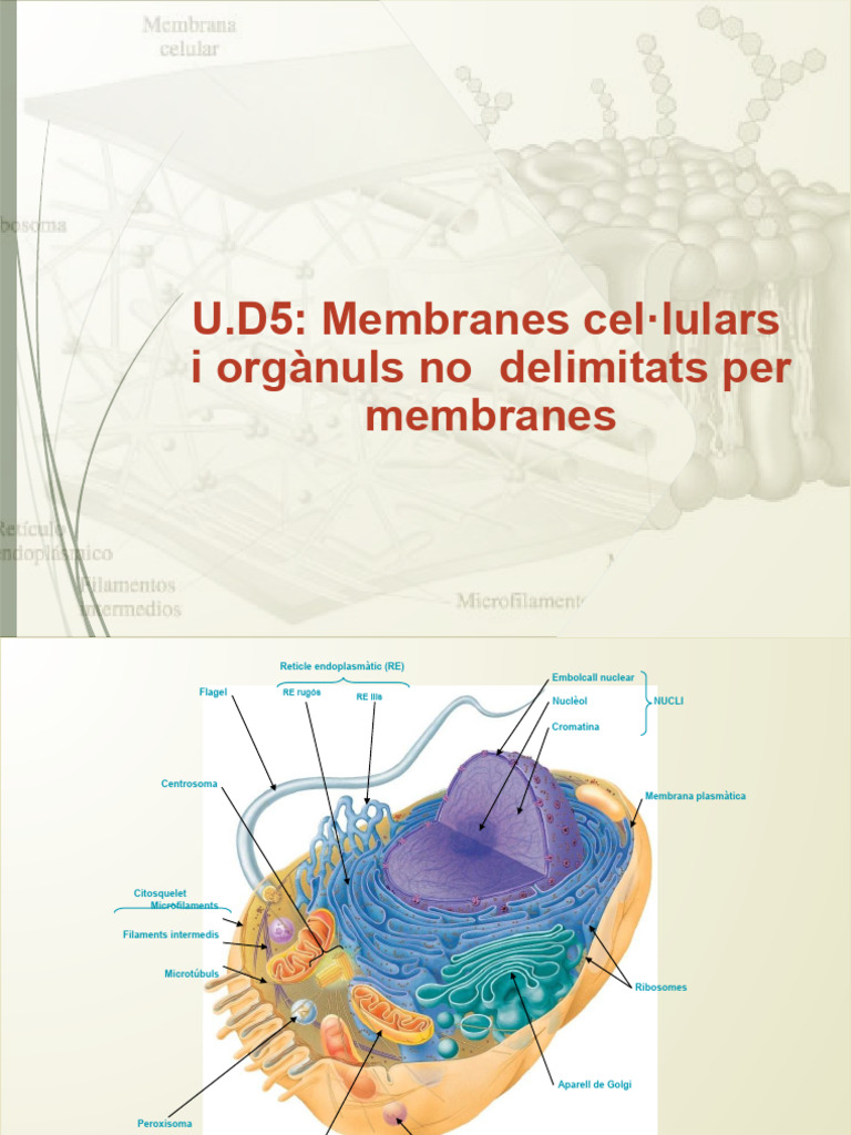 UD 5 Membranes Cel - Lulars I Orgànuls No Delimitats Per Membranes | PDF