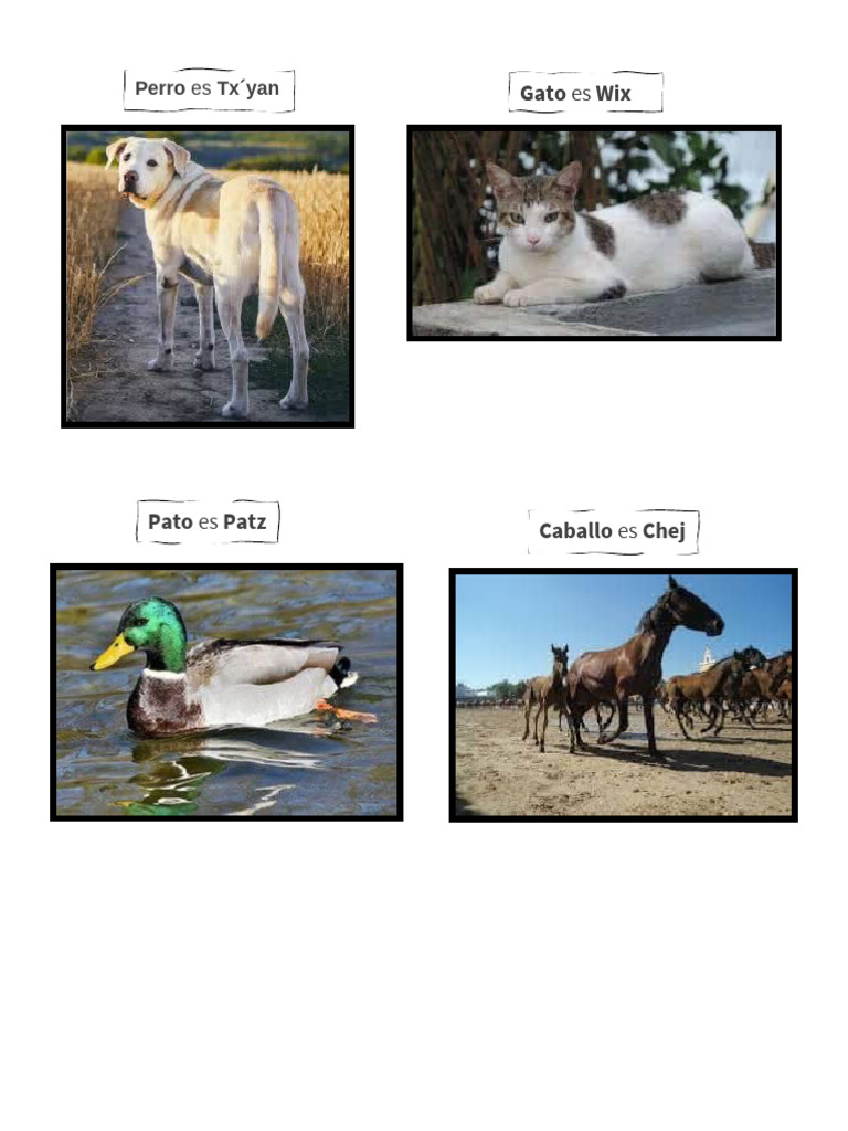 animales en mam | PDF
