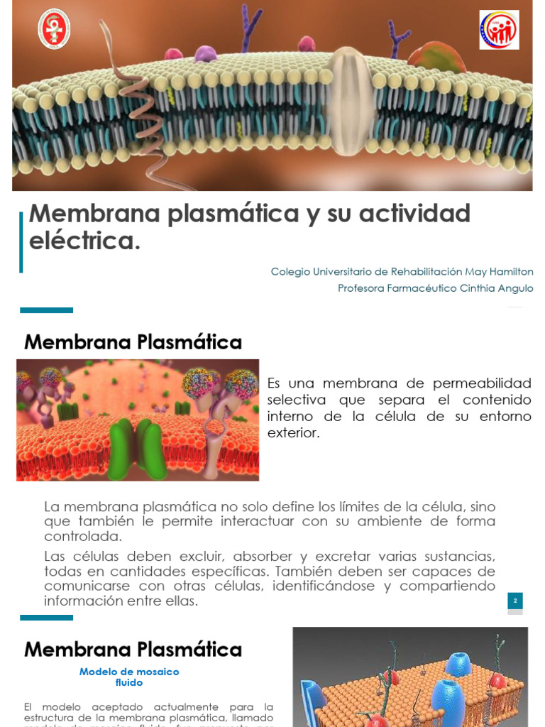 Membrana Plasmática: Estructura y Función | PDF | Membrana celular ...
