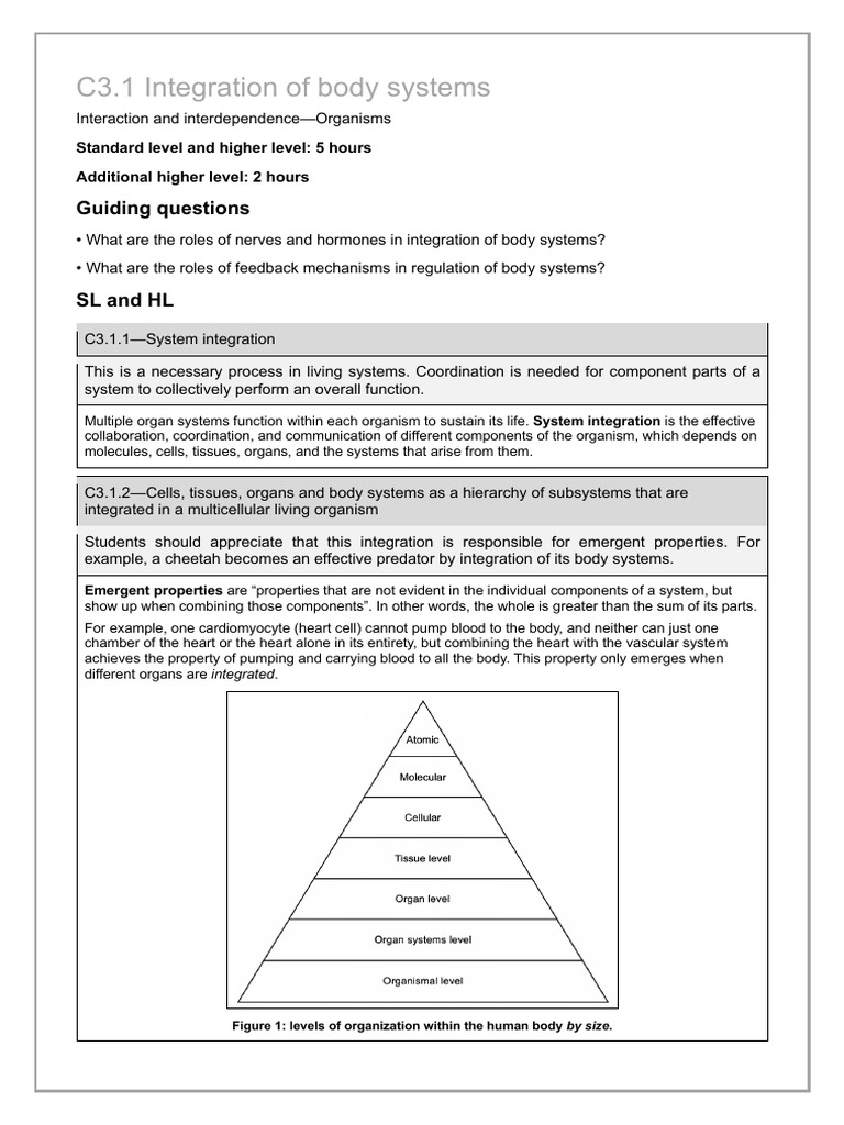 C3.1 Integration of Body Systems: Guiding Questions | PDF | Motor ...