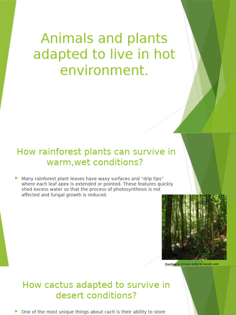 Adaptations of Plants and Animals in Heat | PDF
