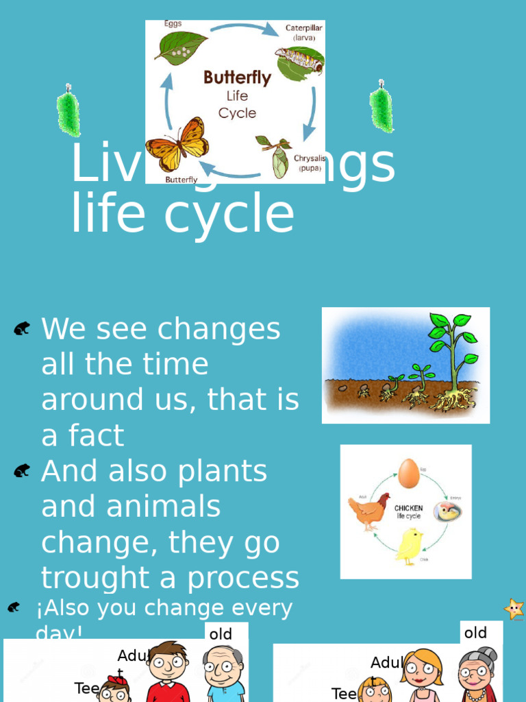 Life Cycle of Animals | PDF | Reproduction | Plants