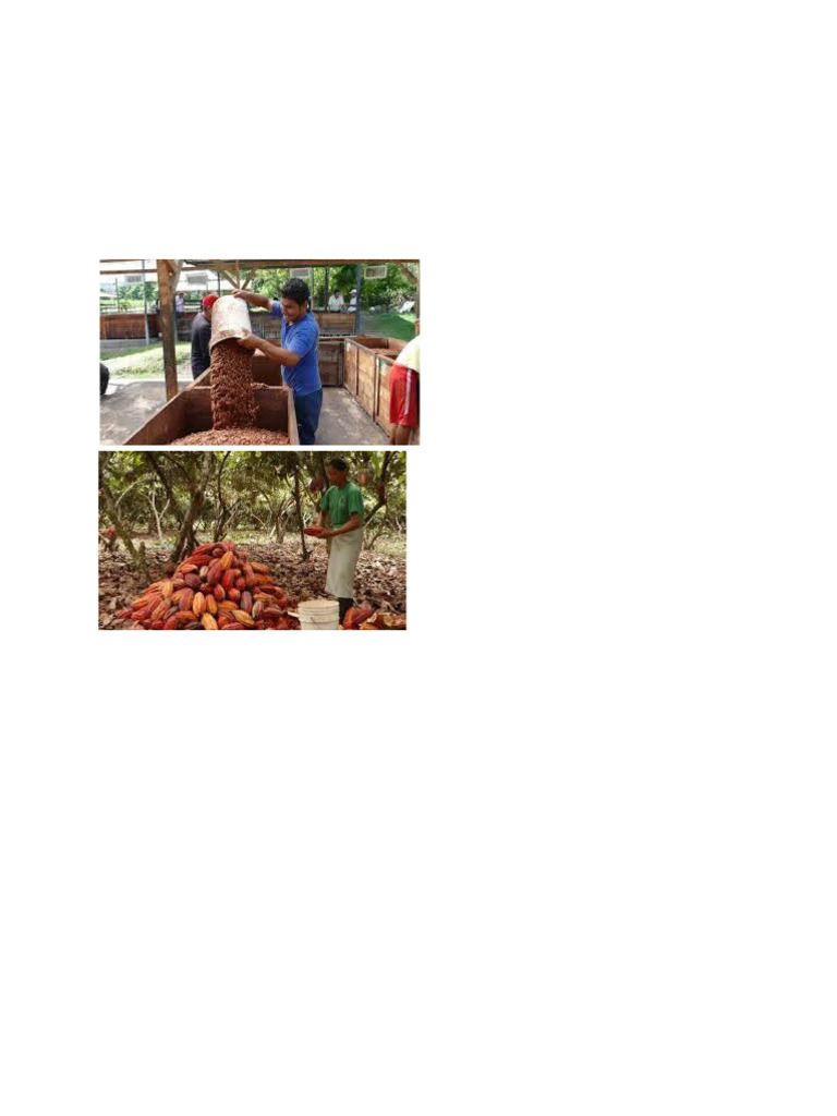 Cacao | PDF