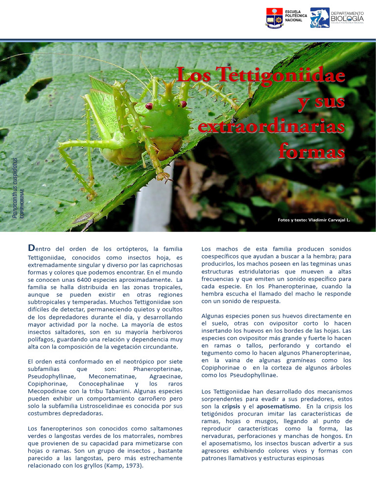 Tettigoniidae: Diversidad y Adaptaciones | PDF