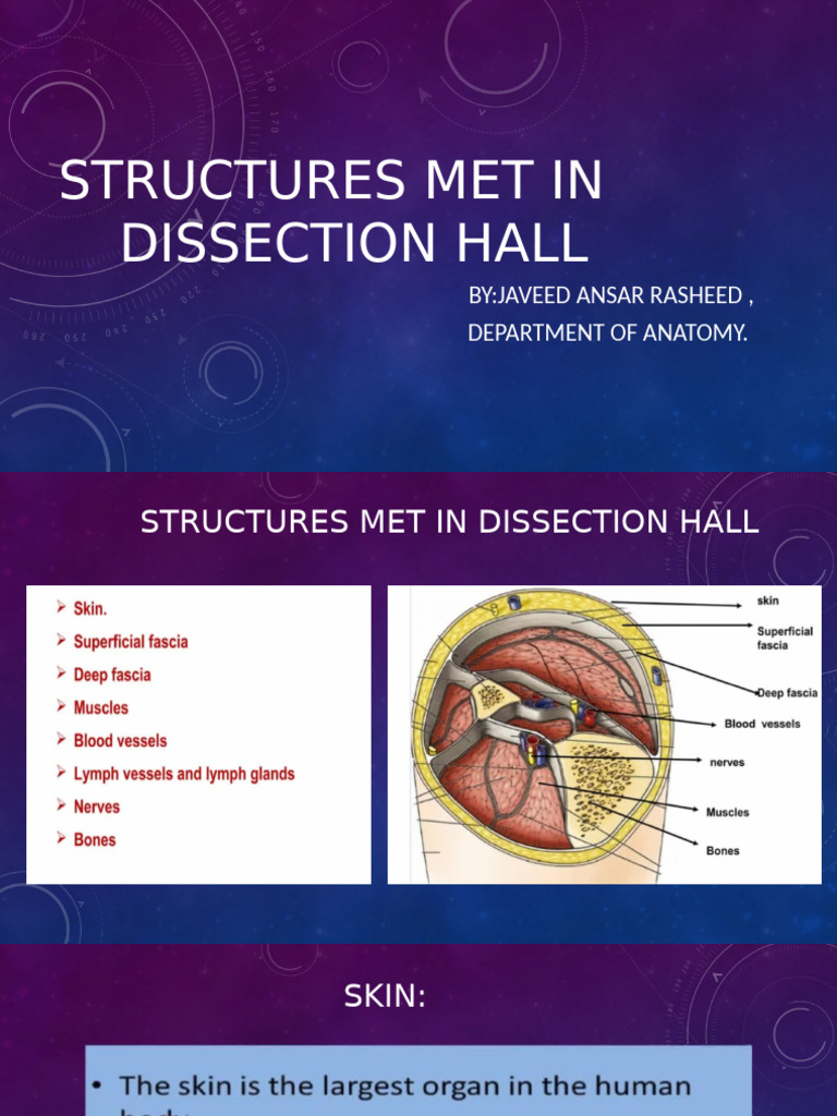 Structures Met in Dissection Hall | PDF | Vein | Skin
