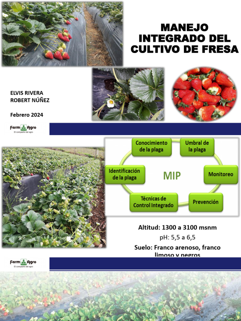Manejo Integrado Del Cultivo de Fresa | PDF | fresa