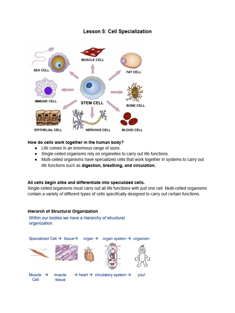 Copy of Lesson 5_ Cell Specialization | PDF