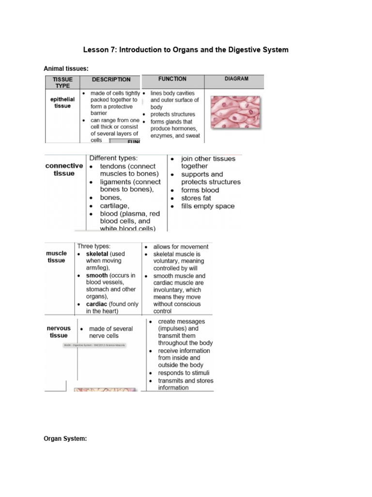Digestive System Overview and Functions | PDF | Digestion | Human ...