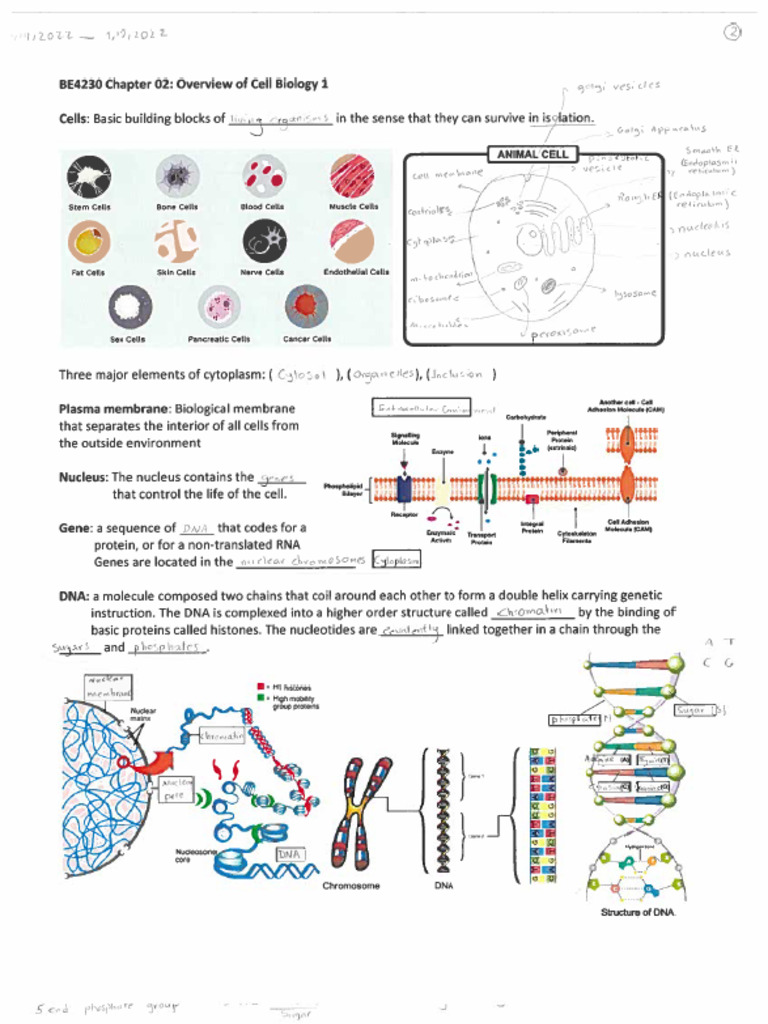 BE5230 - Ch2-Overview of Cell Biology-Worksheet | PDF