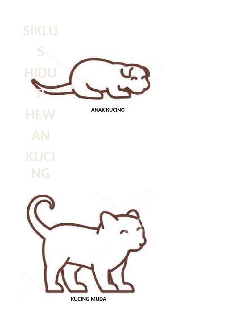 Siklus Kucing | PDF