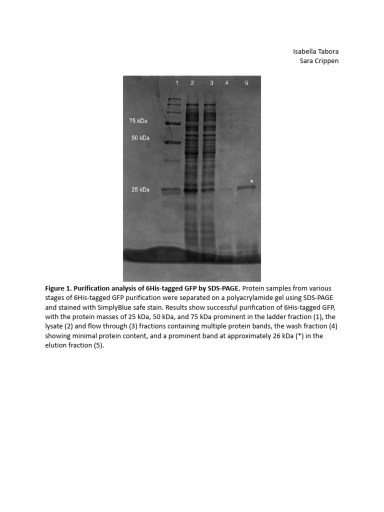 Annotated Figure - Protein Gel | PDF