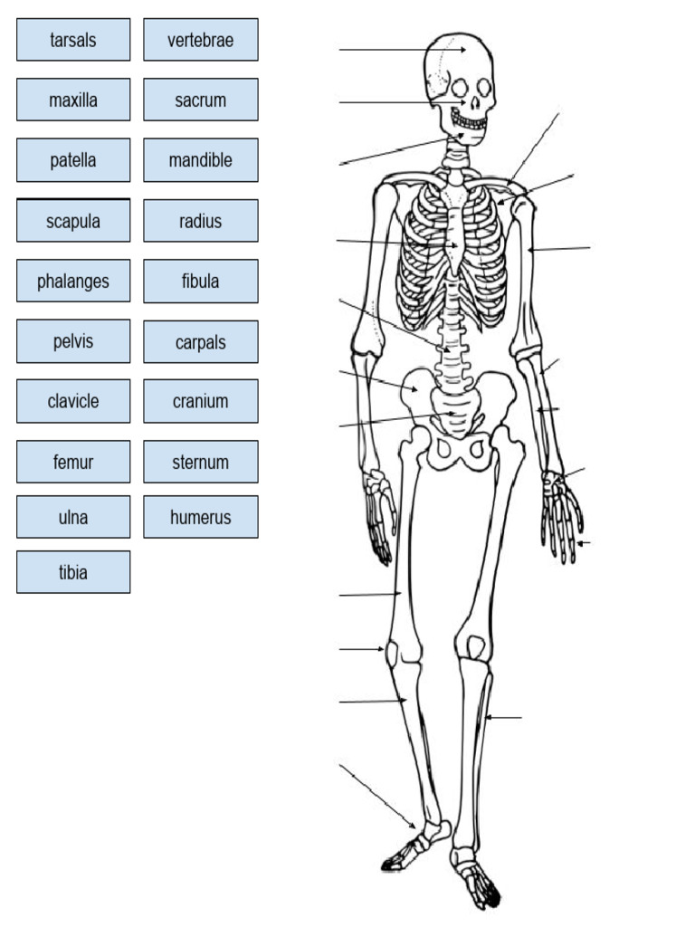 Skeleton_Labeling | PDF