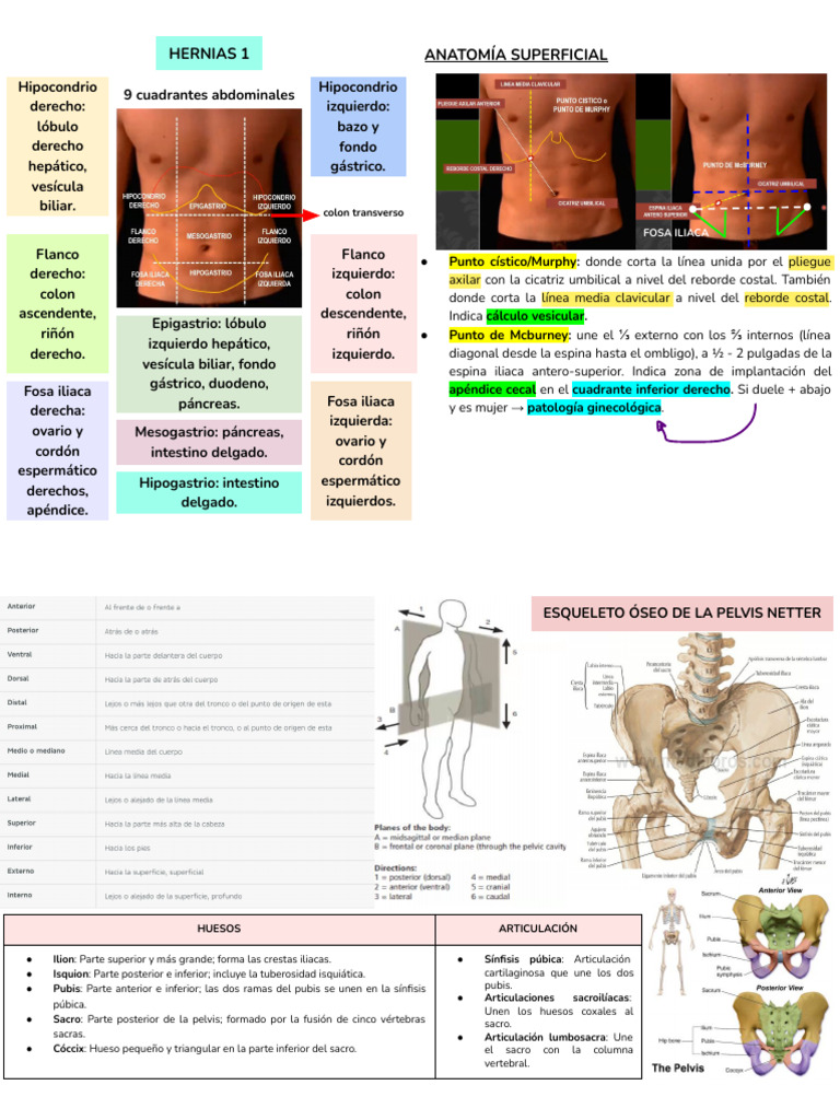 Hernias | PDF | Abdomen | Feto
