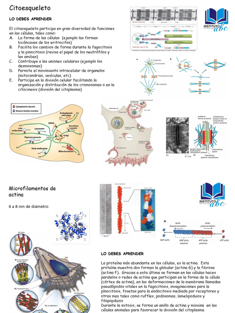 Informacion Basica Del Citoesqueleto | PDF | Actina | Mitosis