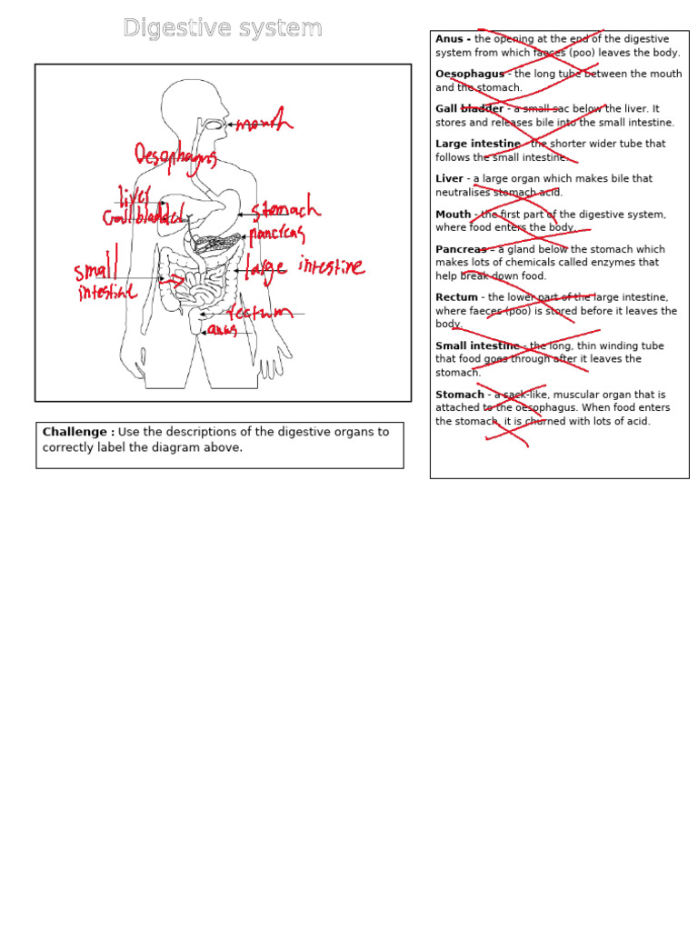 fill in the blanks DS | PDF | Gastrointestinal Tract | Stomach