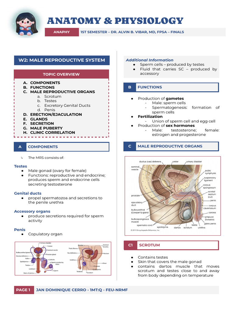 Overview of Male Reproductive System | PDF | Testicle | Prostate