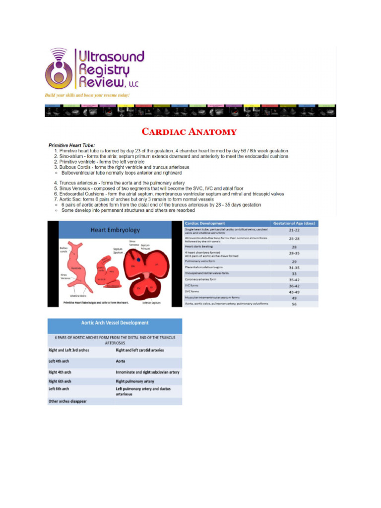USRR Echo Cardiac Anatomy | PDF