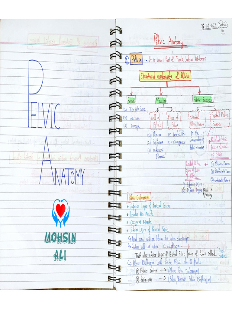 Pelvic Anatomy Pdf