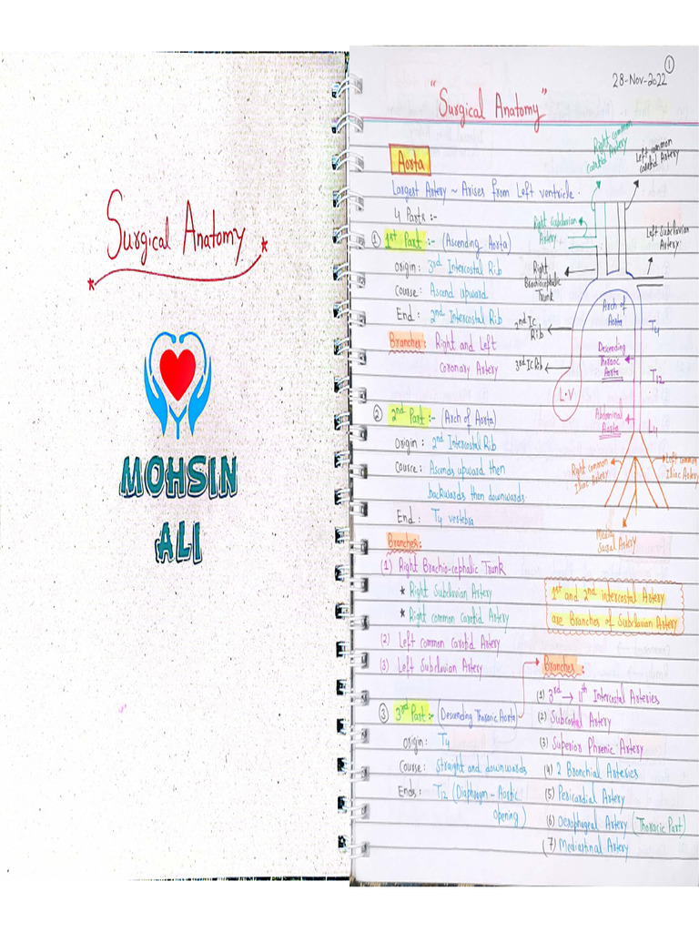 Surgical Anatomy | PDF
