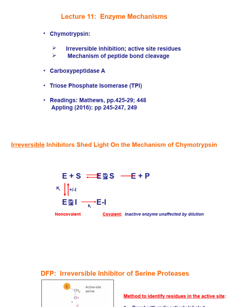 Lecture11 - 2021 - Tagged | PDF | Active Site | Protease