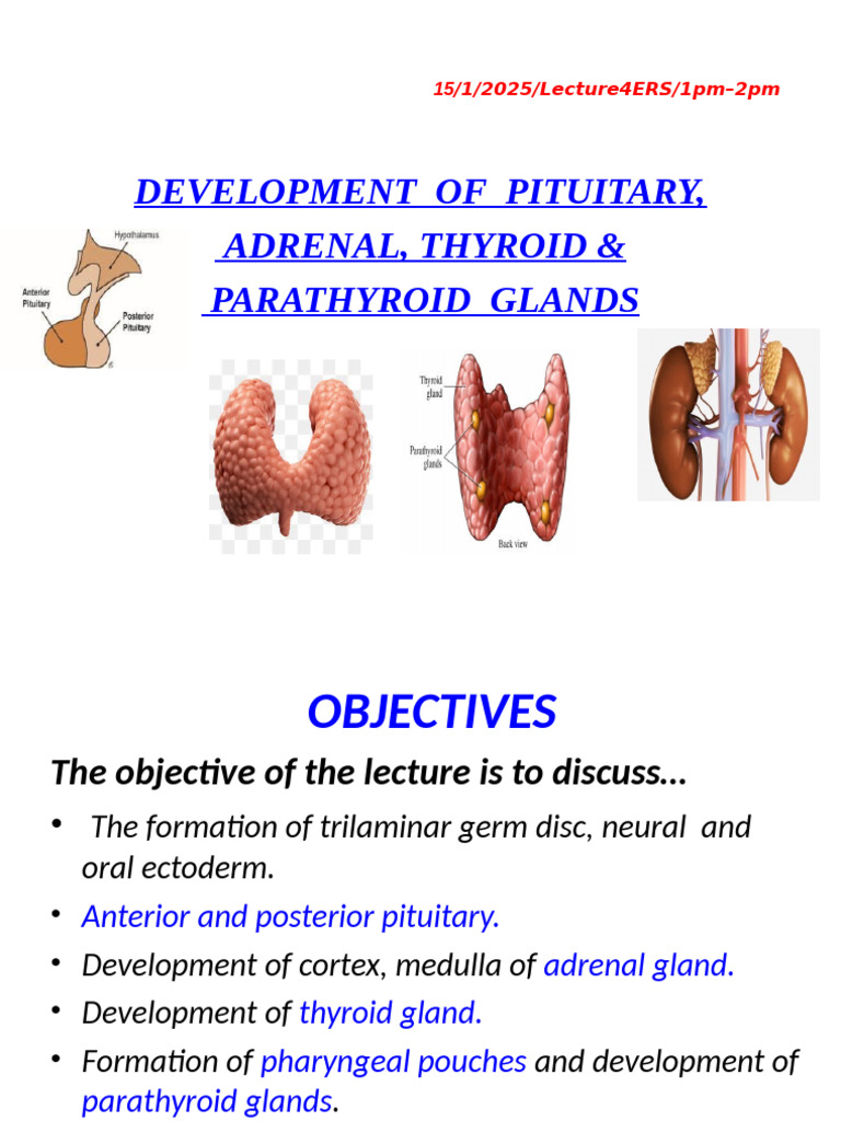 Embryology of Endocrine Glands | PDF | Adrenal Gland | Pituitary Gland