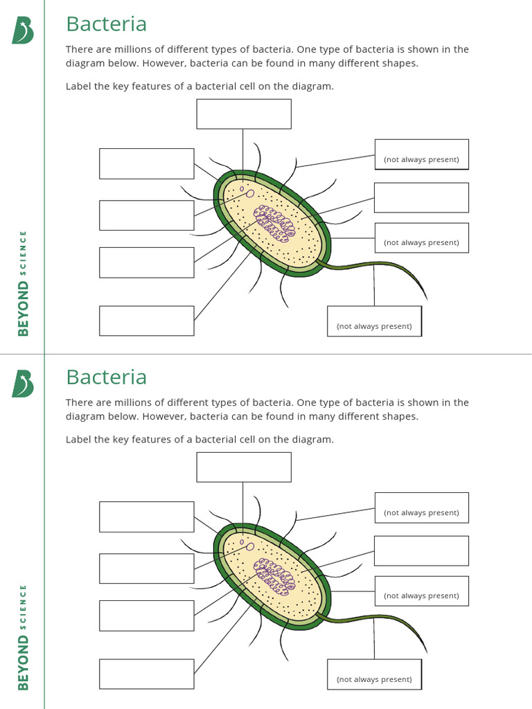 Bacteria Labelling Worksheet 2xa5 | PDF
